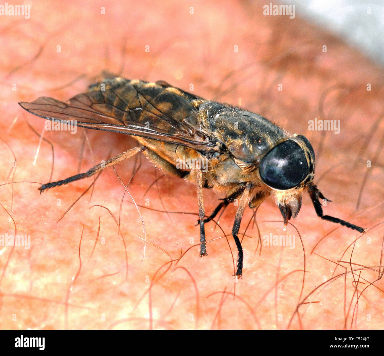 This is a Cleg-fly (Haematopota pluvialis) about 10mm long and dull ...