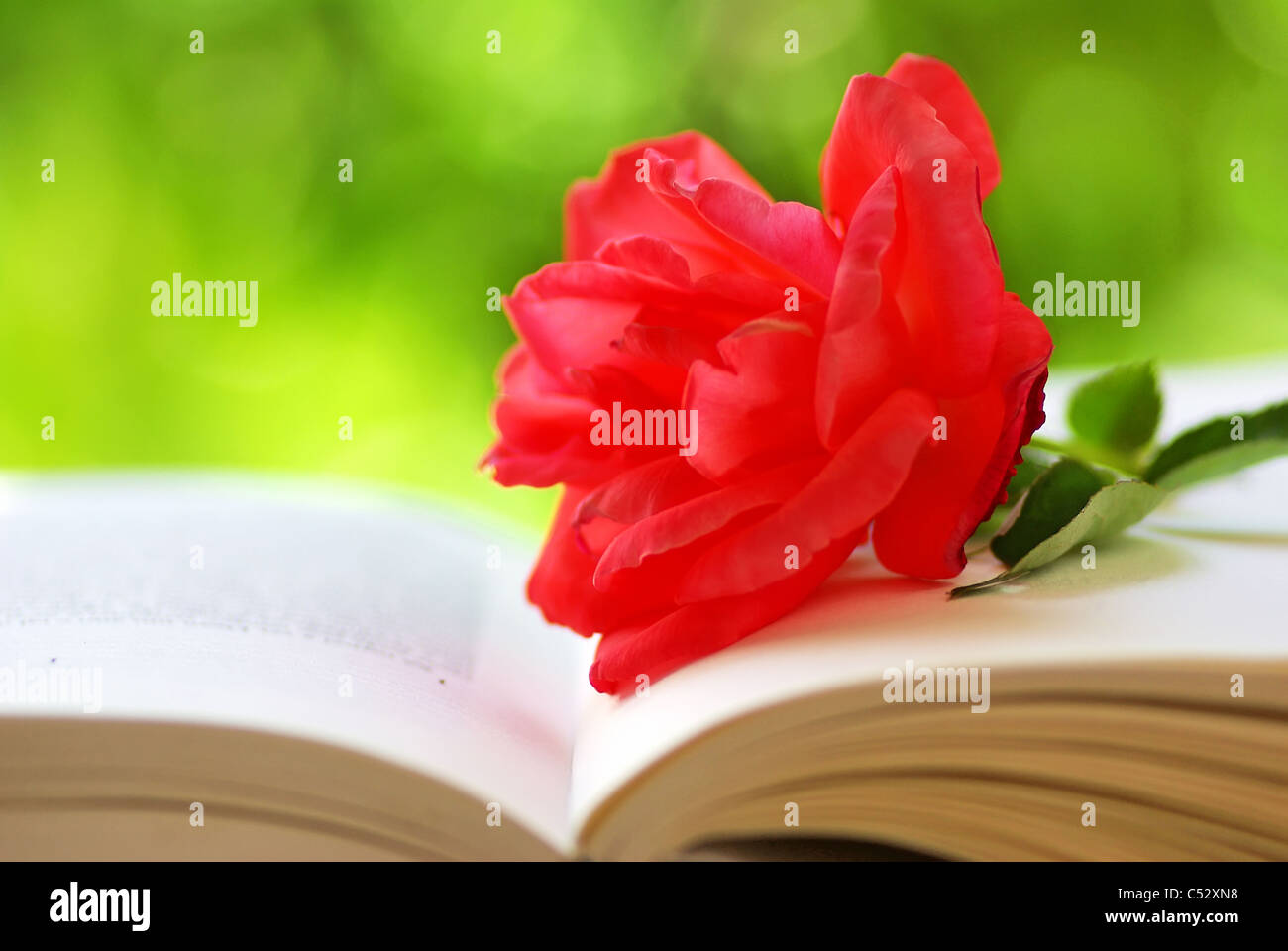Open book red rose hi-res stock photography and images - Alamy