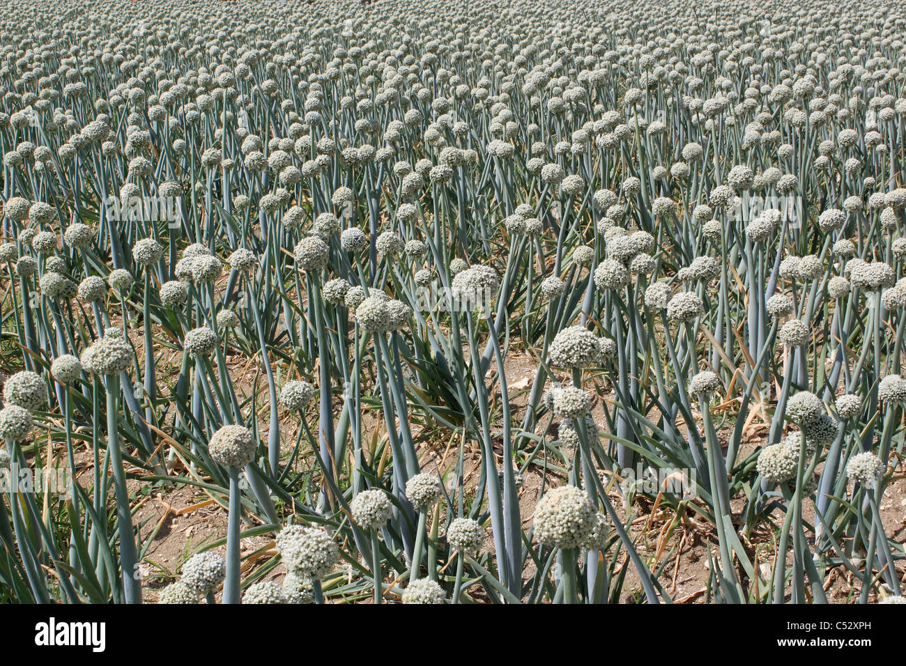 A field of onions in perspective for organic farming Stock Photo - Alamy