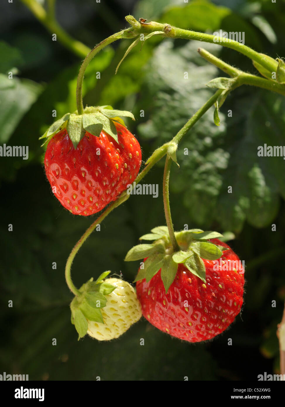 strawberry growing on a tree in the garden Stock Photo - Alamy