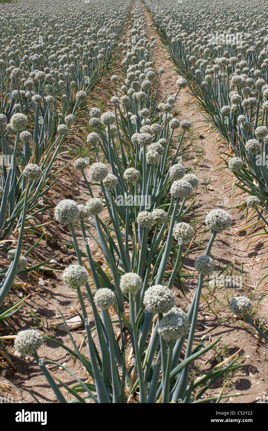 A field of onions in perspective for organic farming Stock Photo - Alamy