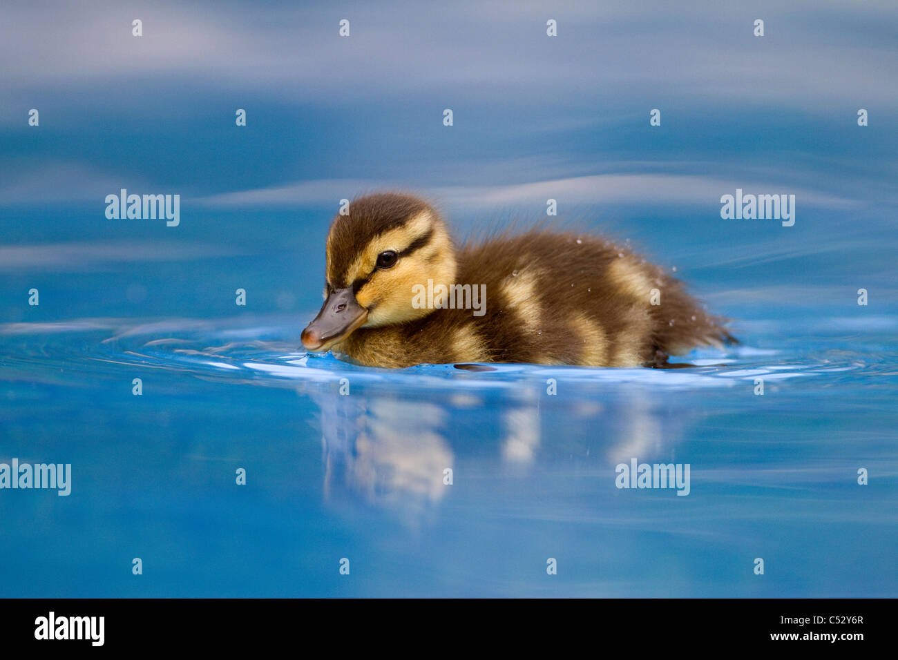 Single baby fluffy Mallard duckling. (Anas platyrhynchos). French ...