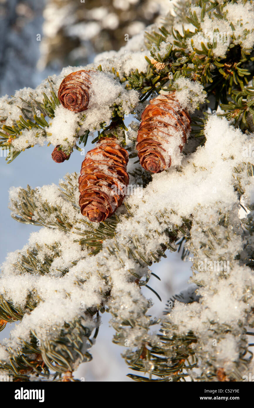 Red Berry Tree High Resolution Stock Photography and Images - Alamy