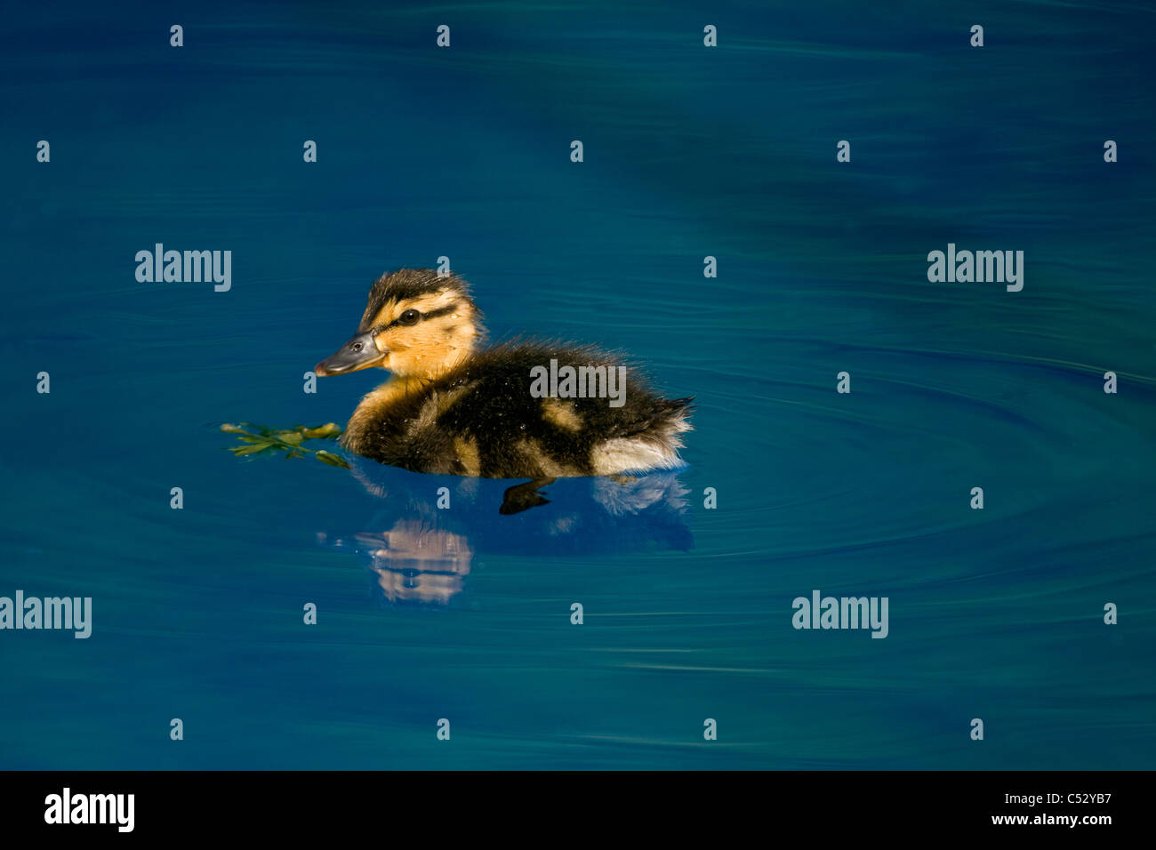 Single baby fluffy Mallard duckling. (Anas platyrhynchos). French ...