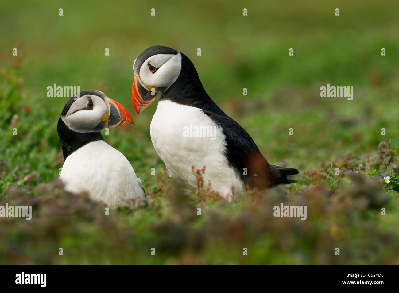 Two Puffins billing in full breeding colours and plumage at Crab Bay ...
