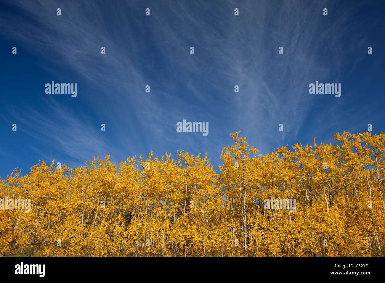 View of scenery and yellow Aspen trees along the Alaska Highway between ...