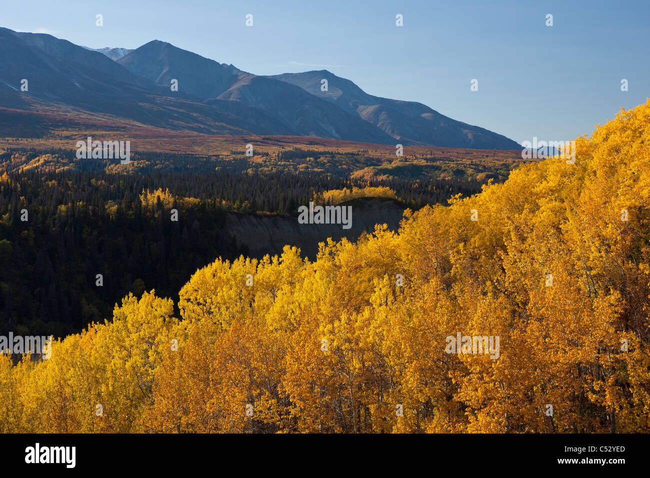 Scenic Autumn view of trees along the Alaska Highway in the ...