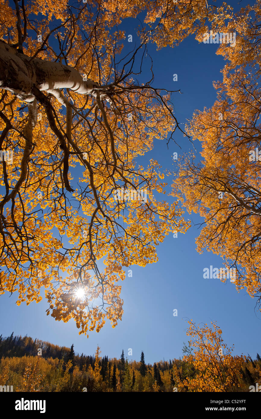 View of yellow Aspen and Willow trees along the Alaska Highway between ...