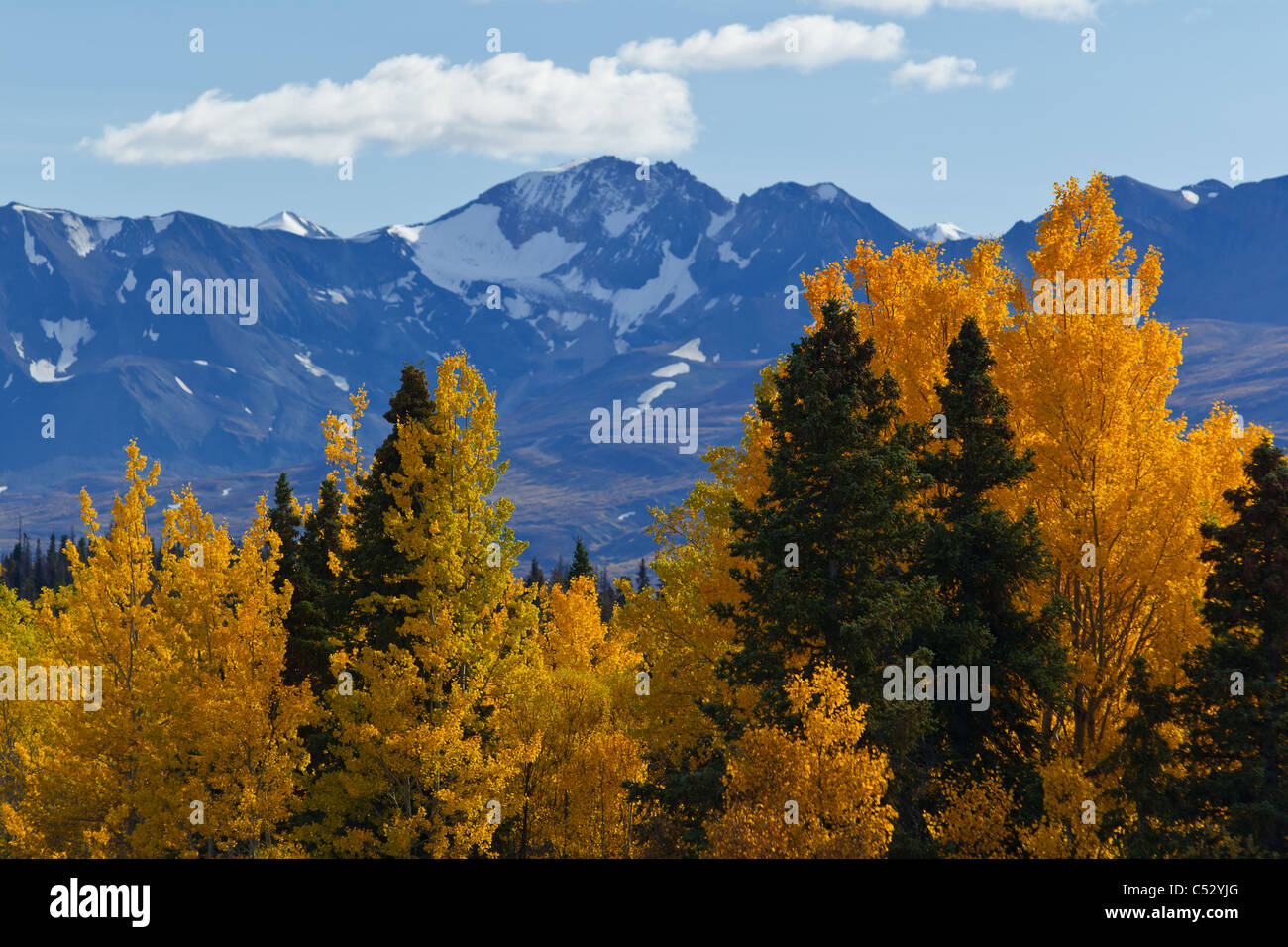 Aspen trees yukon canada hi-res stock photography and images - Alamy