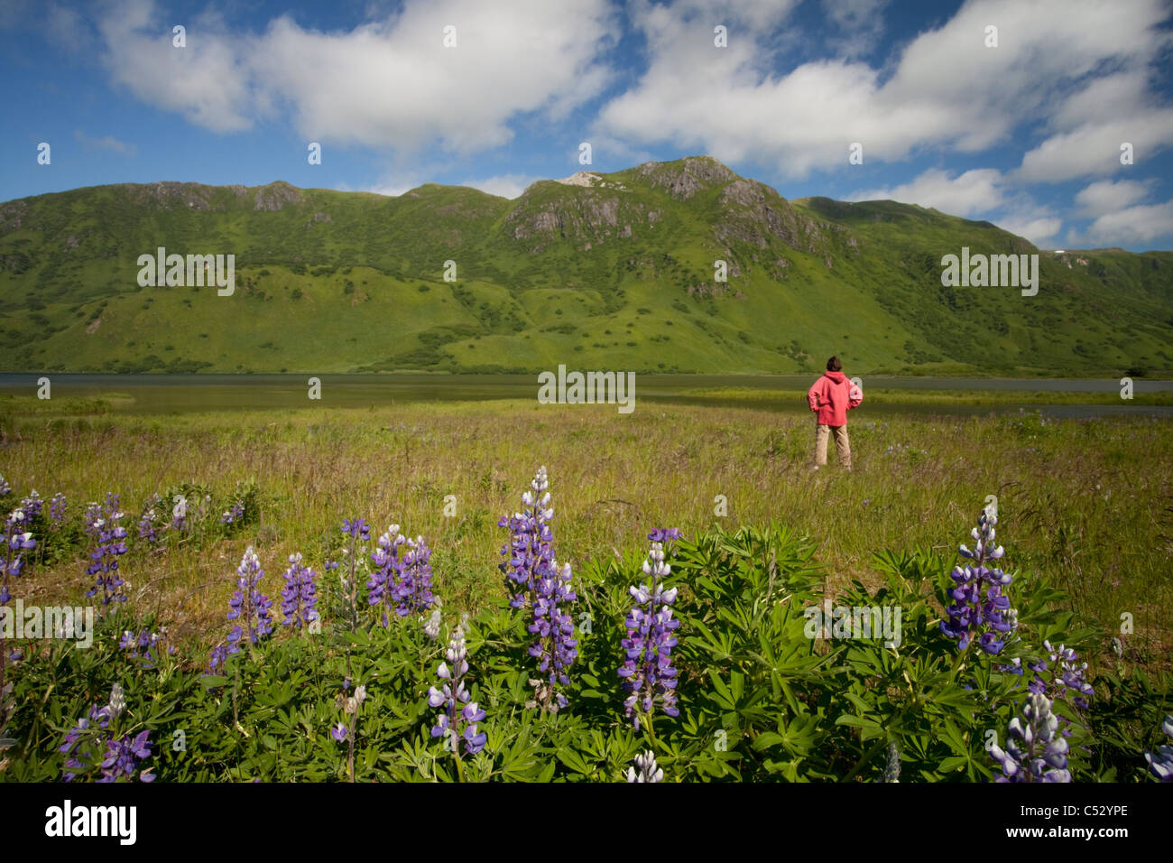 Woman amongst Nootka Lupine near Lake LaRose Tead, Pasagshak Bay Road ...