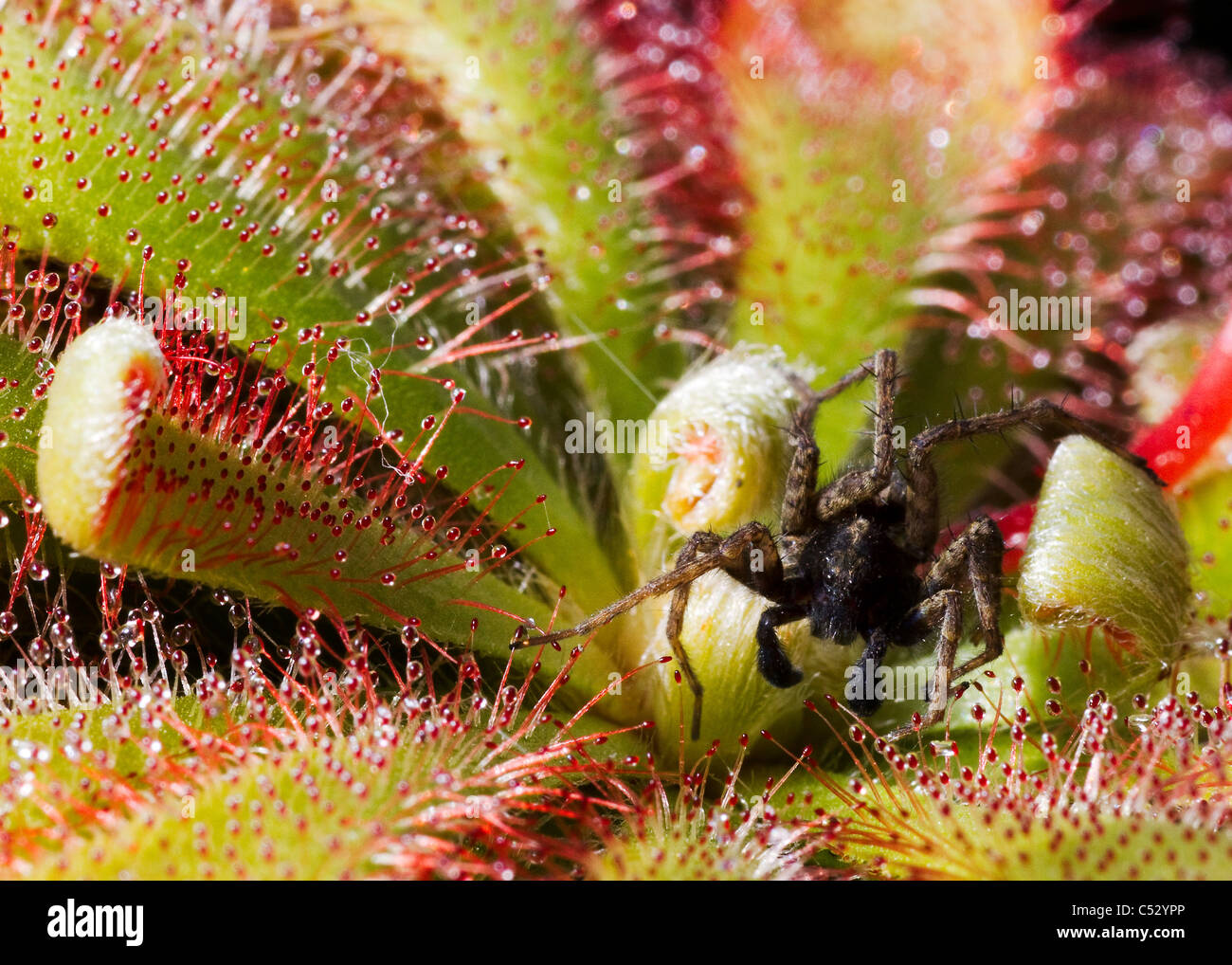 Sundew plant hi-res stock photography and images - Alamy
