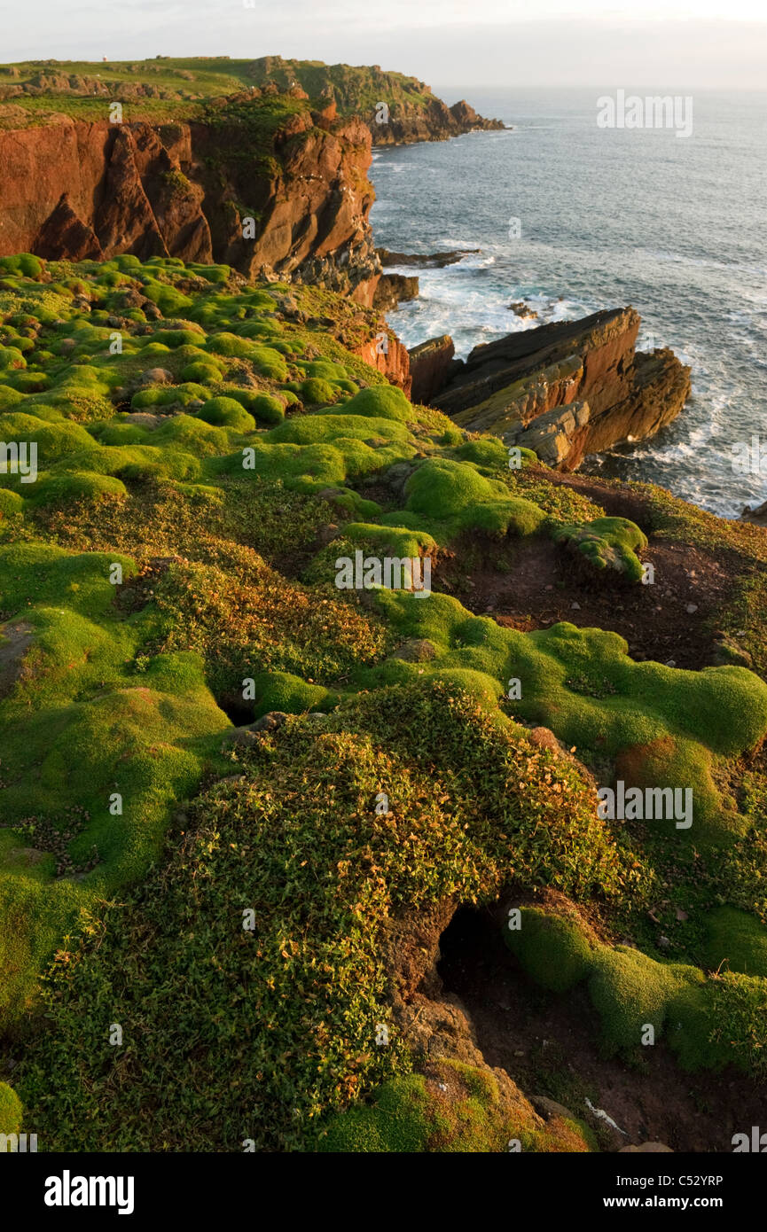Manx shearwater and wales hi-res stock photography and images - Alamy