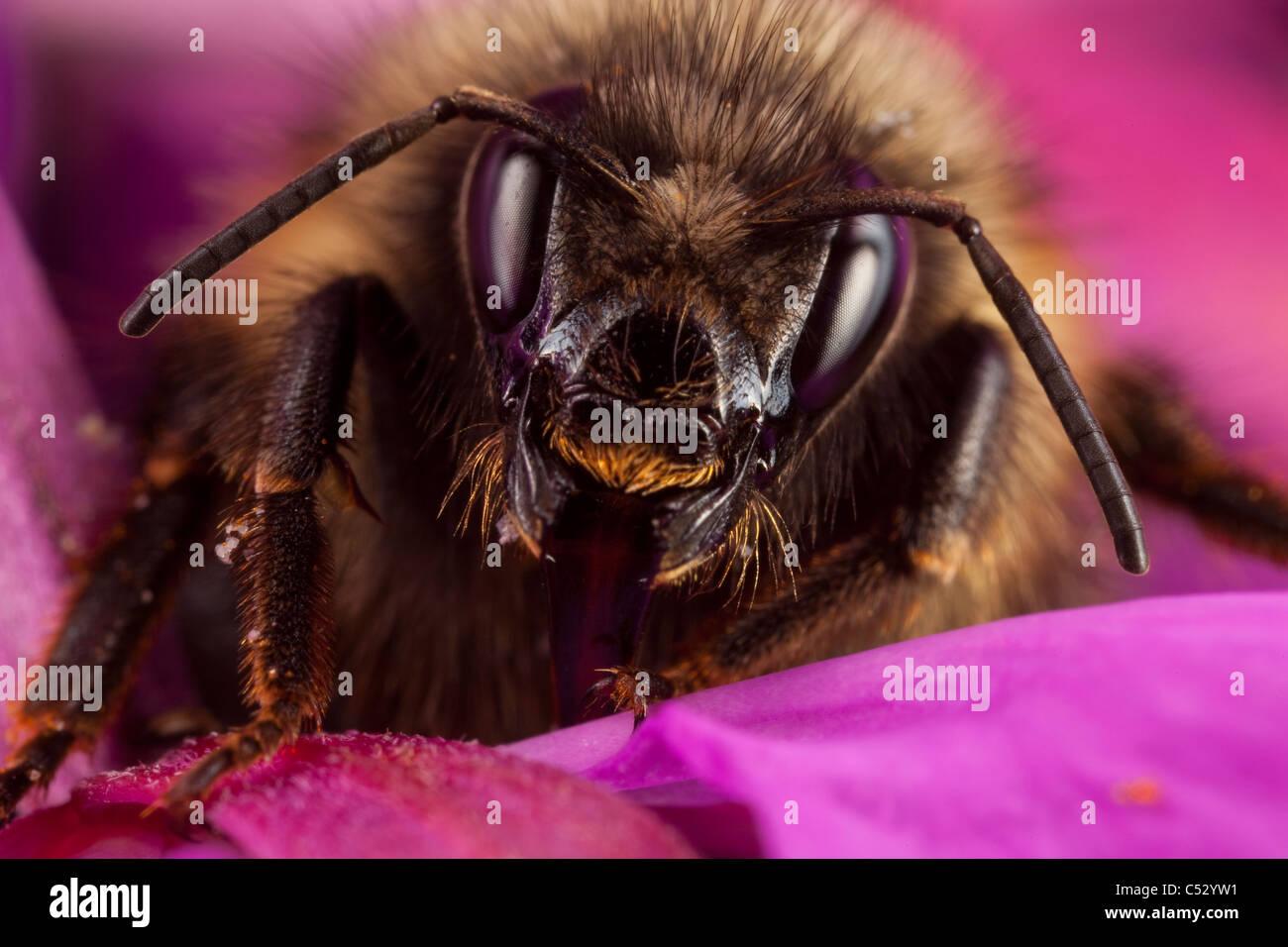 Closeup of bumblebee face hi-res stock photography and images - Alamy