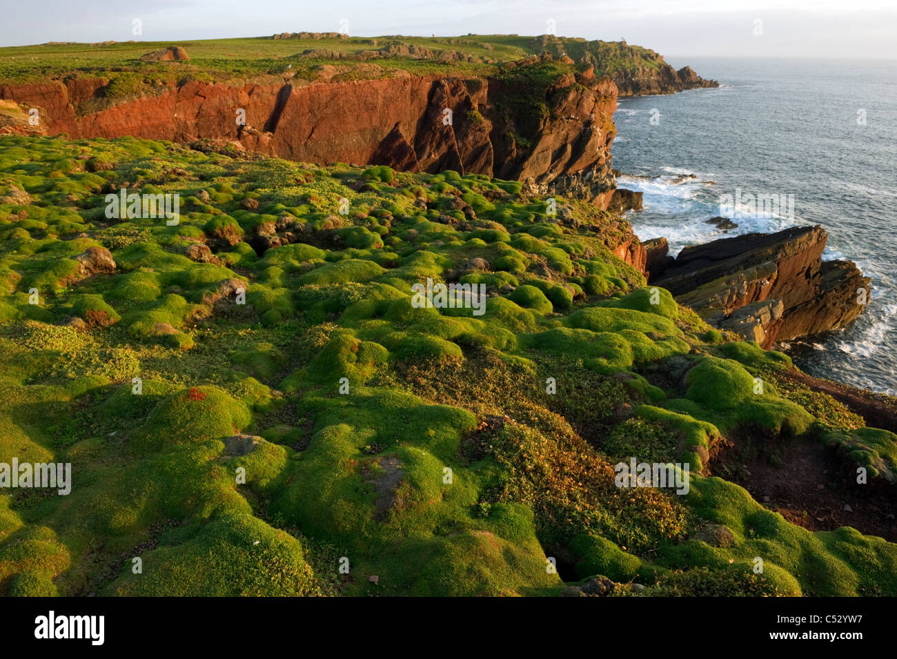 Many Manx Shearwater burrows covered by moss on the coast at Purple ...