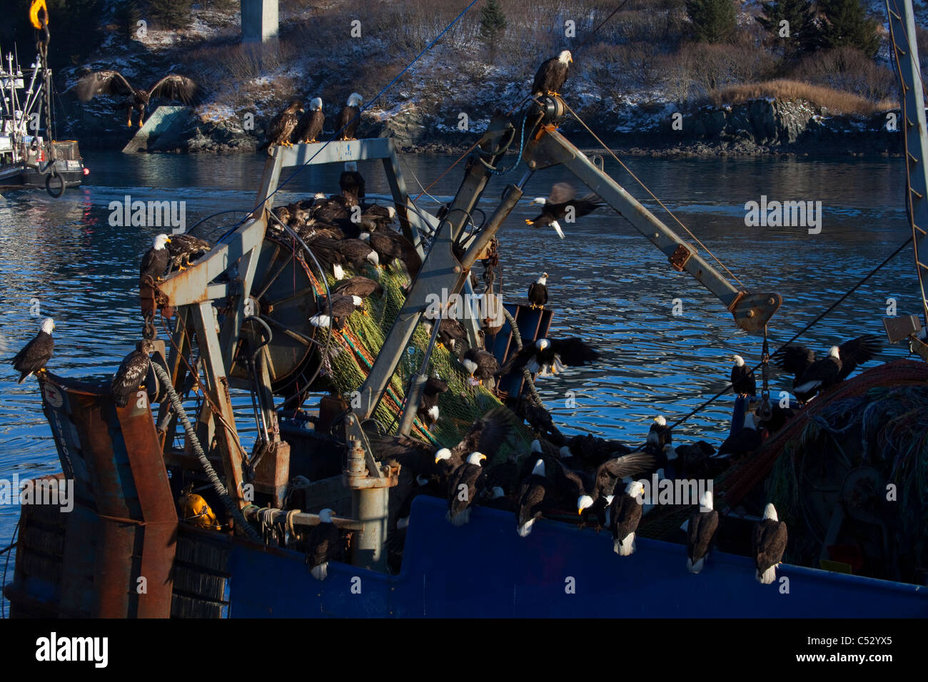 Bald eagles gather en masse to pick bits of fish from a commercial ...