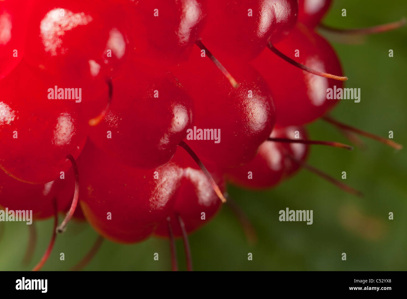 Macro view of raspberry plant, Kodiak, Southwest Alaska, Summer Stock ...