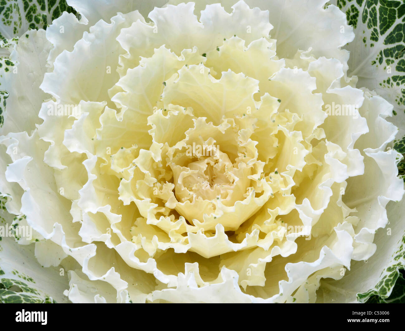 Ornamental white cabbage Stock Photo - Alamy