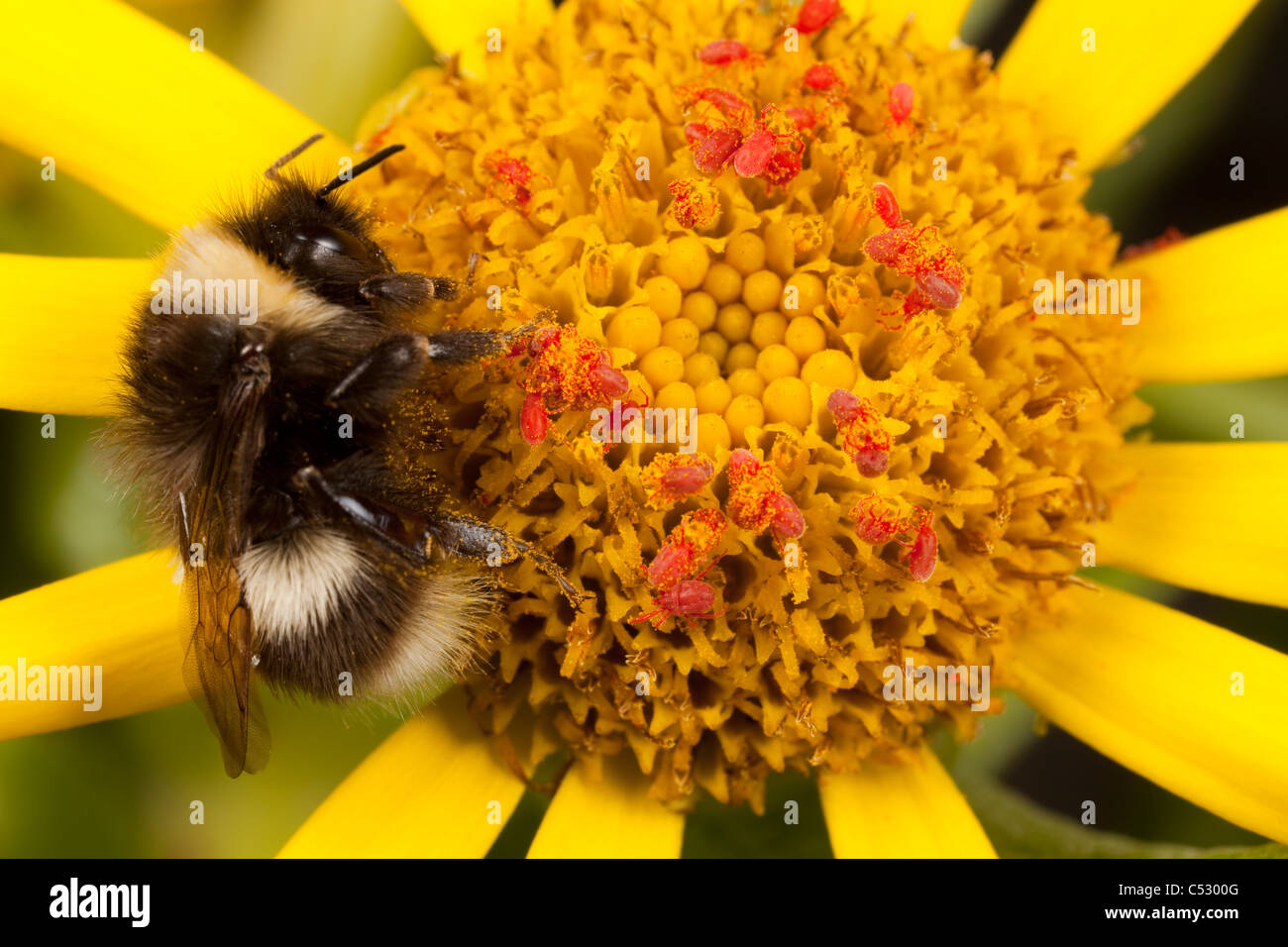 Macro view of bumblebee resting on a Seaside Ragwort blossom alongside ...