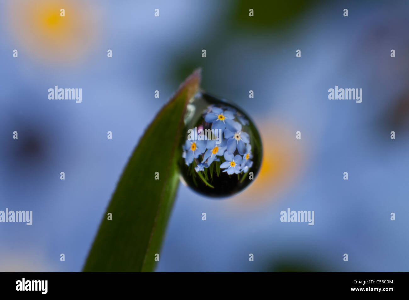 Alaska forget me not hi-res stock photography and images - Alamy