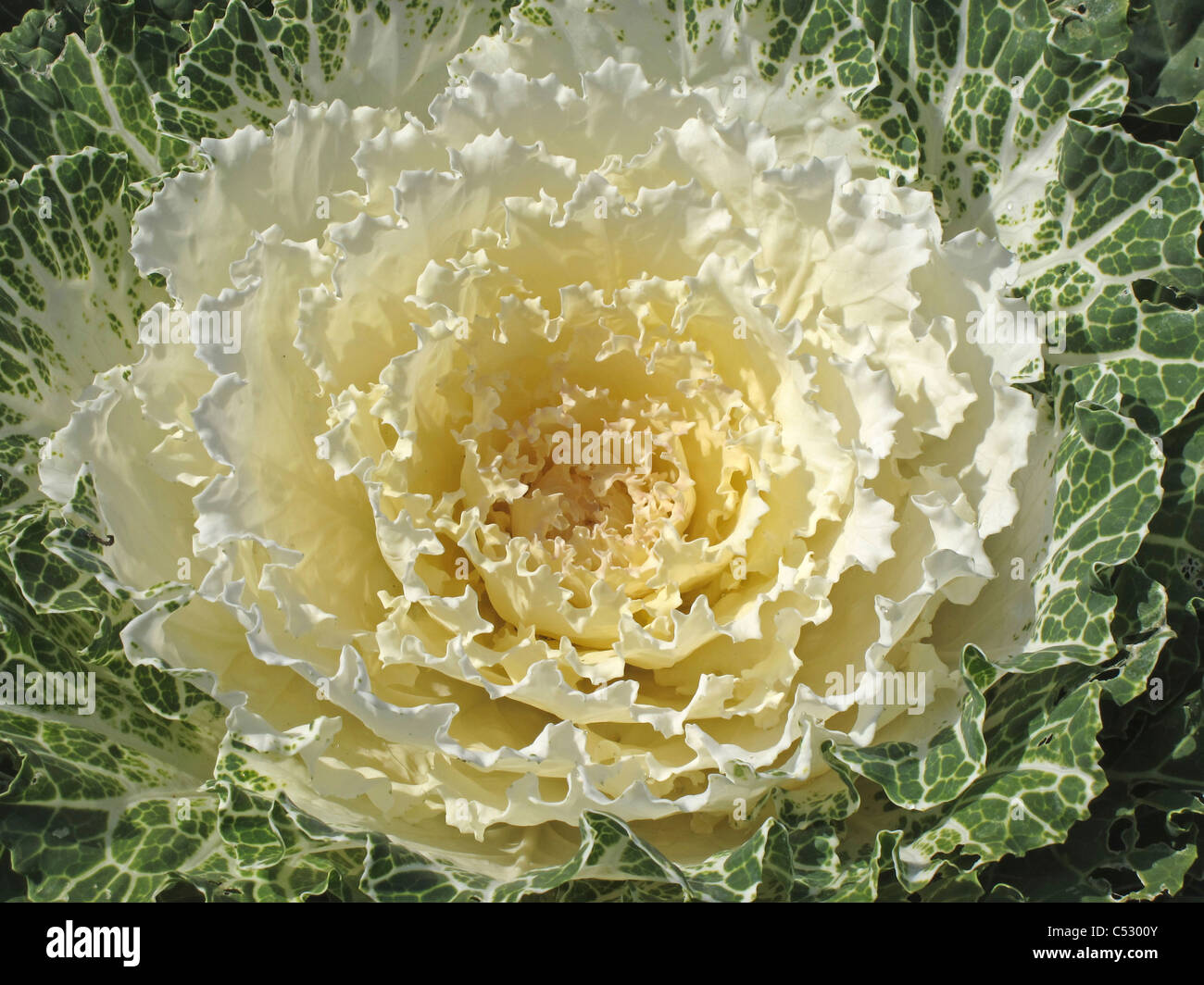 Ornamental white cabbage Stock Photo - Alamy