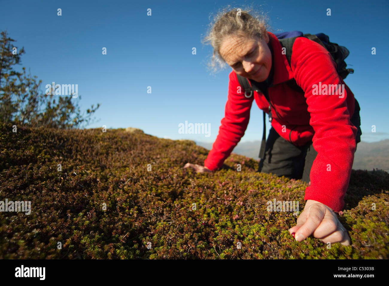Alaska berry picking hi-res stock photography and images - Alamy