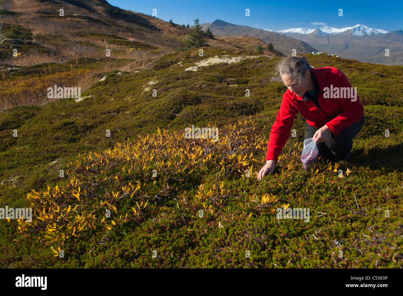 Berry picking tundra hi-res stock photography and images - Alamy
