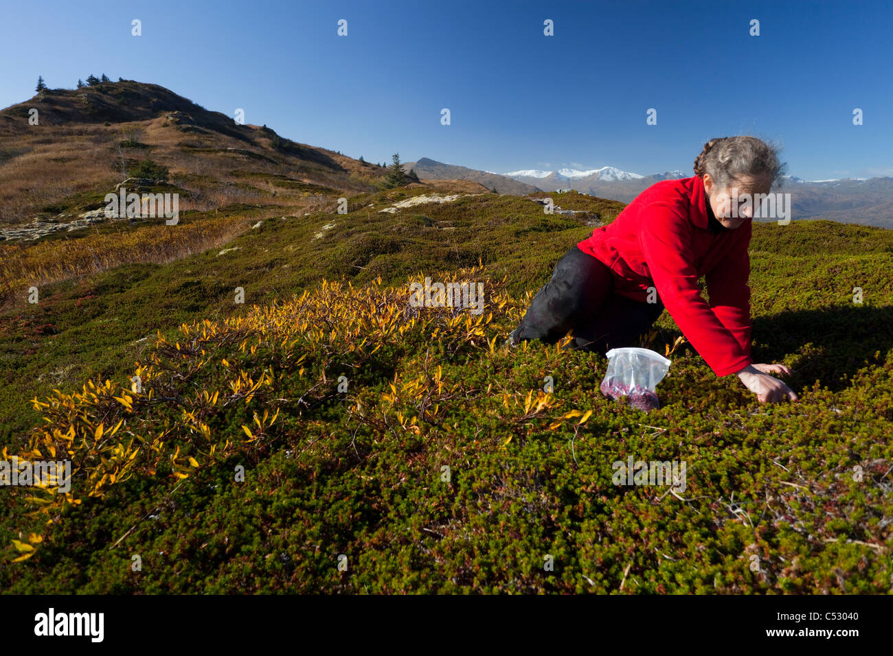 Alaska berry picking hi-res stock photography and images - Alamy