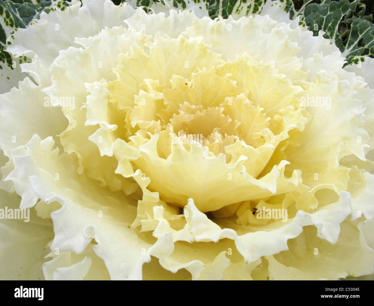 White ornamental cabbage hi-res stock photography and images - Alamy