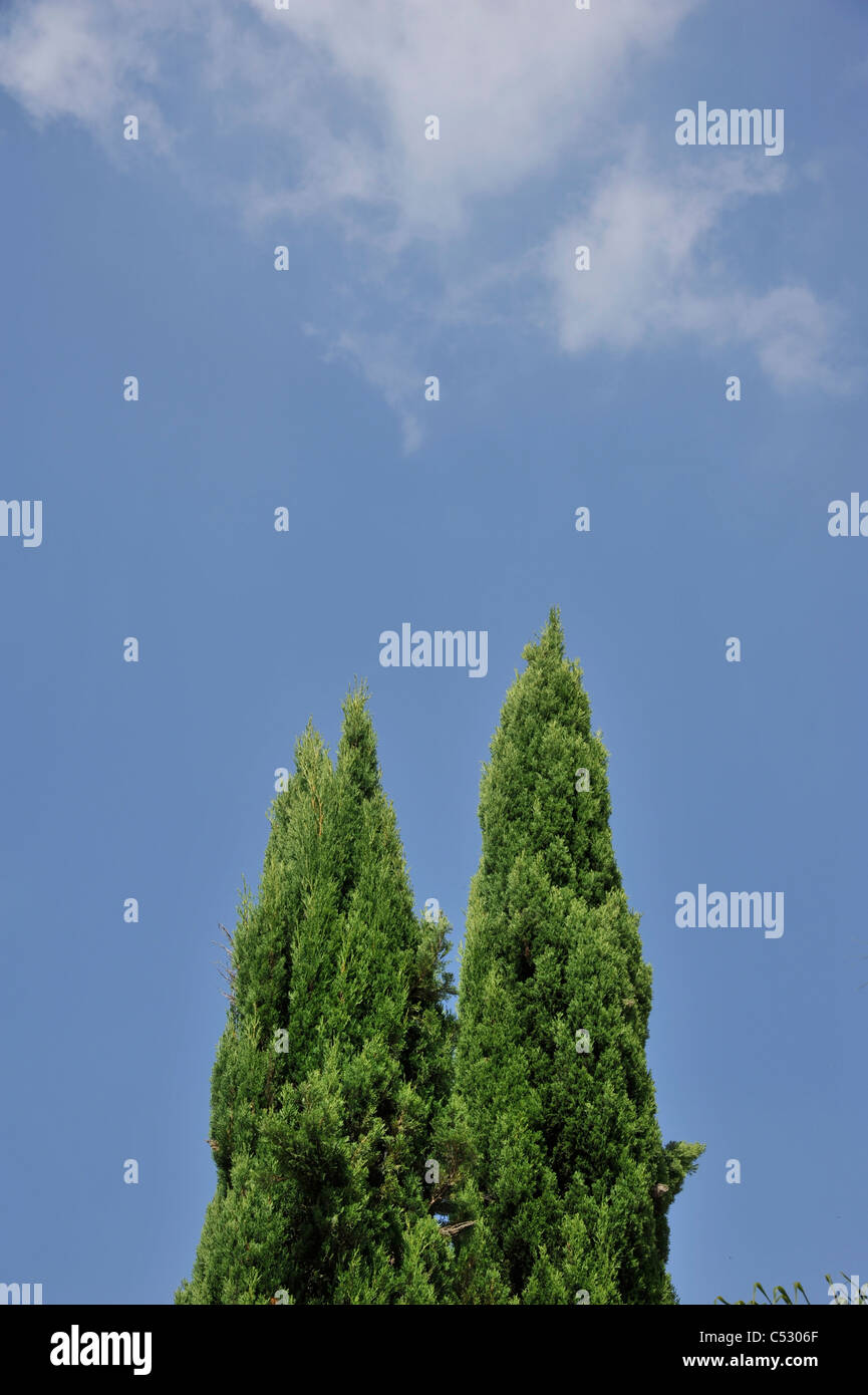 two trees with blue sky Stock Photo - Alamy