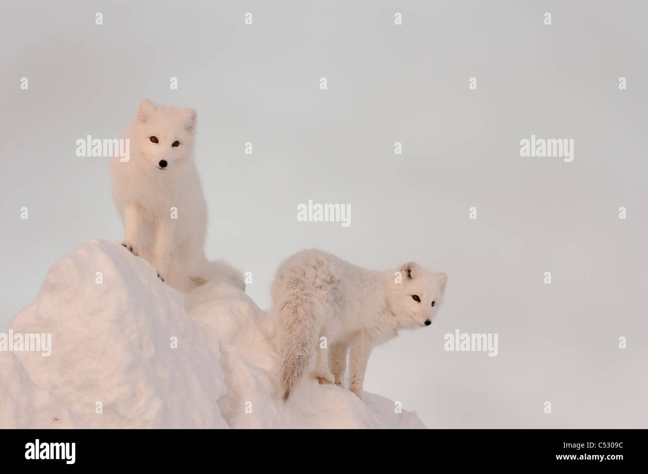 Two Arctic Foxes stand in late afternoon sun on top of a large chunk of ...
