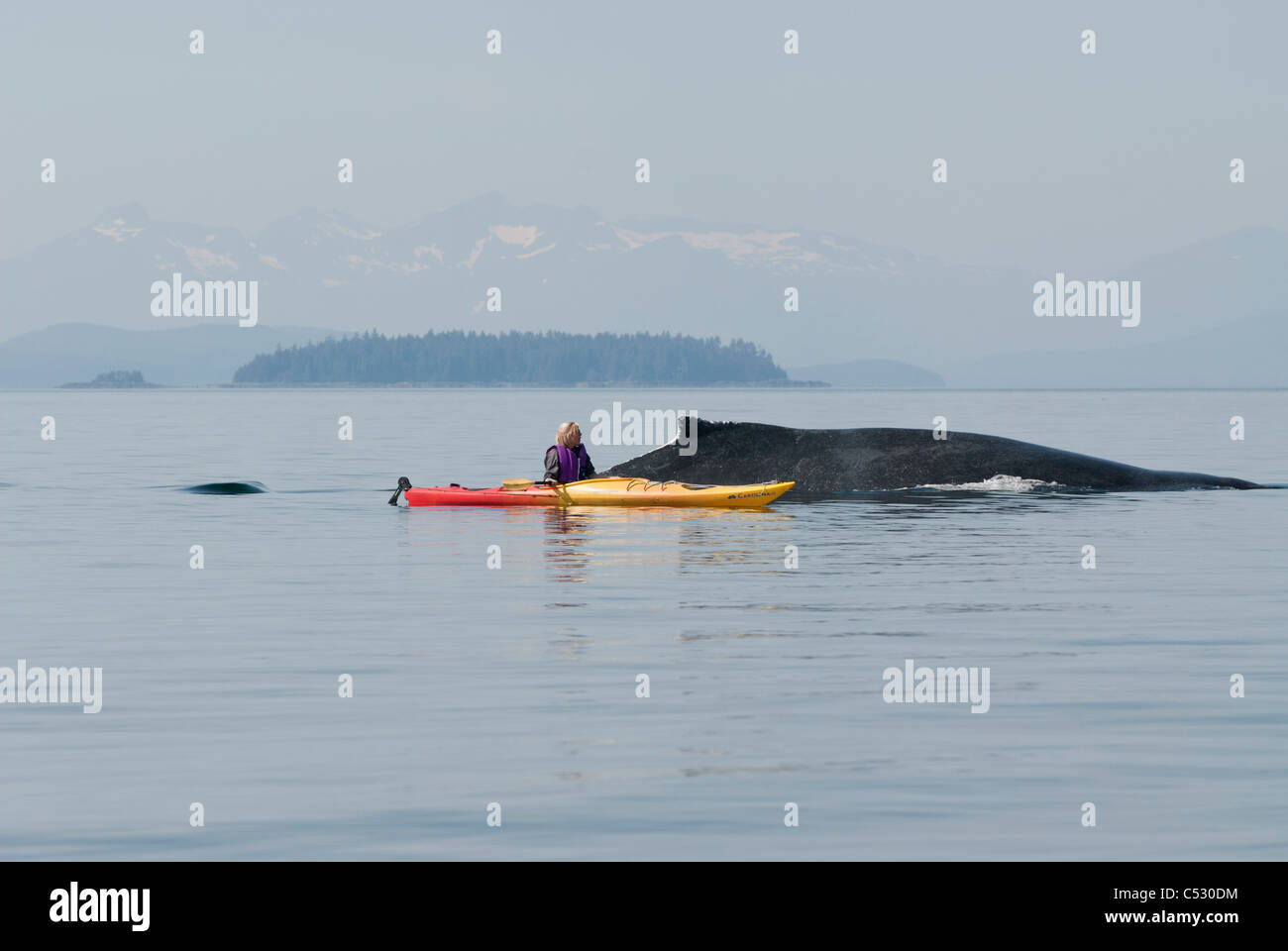 Humpback whale surfaces near a woman sea kayaker in Frederick Sound ...