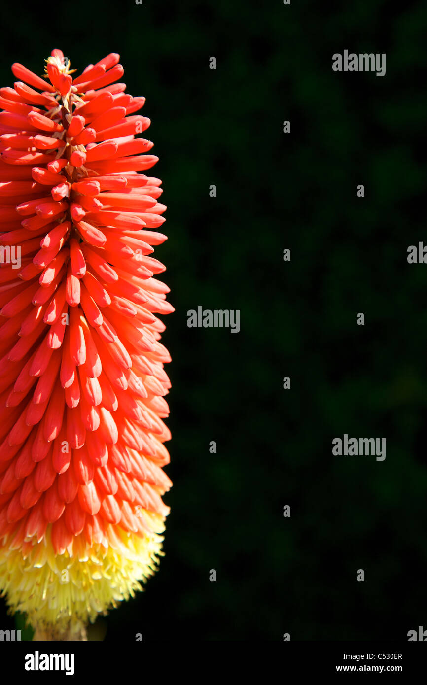 Bright Red Kniphofia "Prince Igor" "Red Hot Poker" Trimota "Torch Lily ...