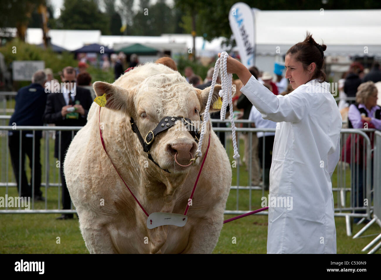Cattle judging at the South of England Show 2011, bull Stock Photo - Alamy