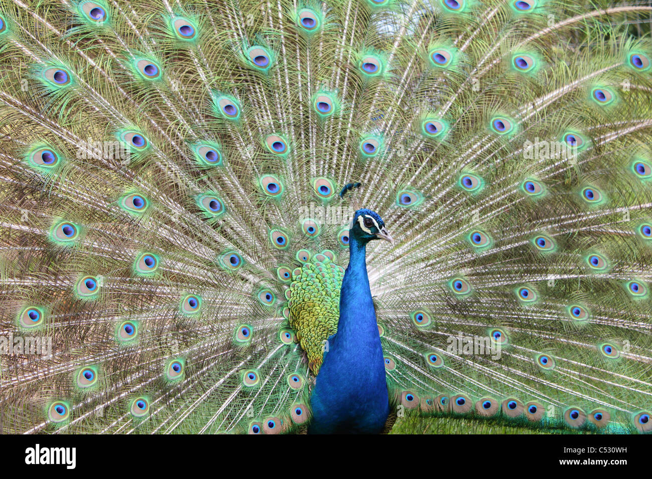 Brilliant Blue Peacock High Resolution Stock Photography and Images - Alamy