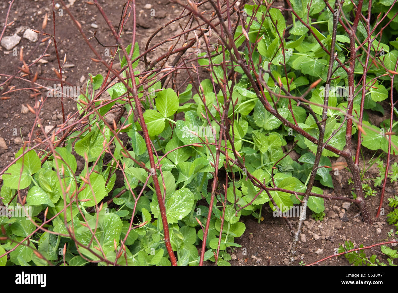 Peas growing through supporting pea sticks Stock Photo - Alamy