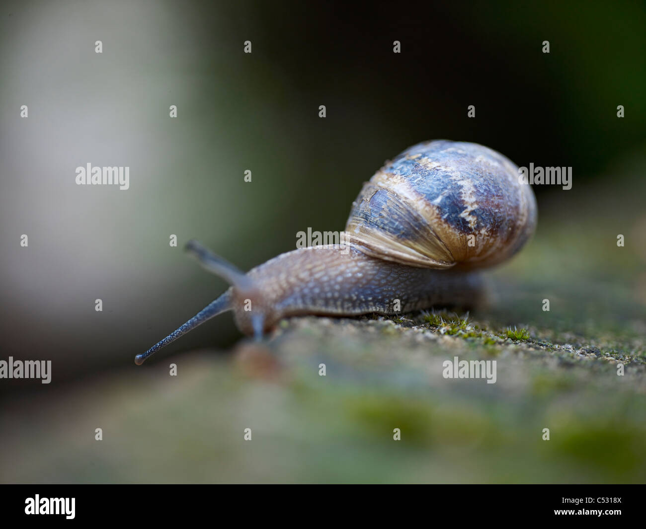 snail climbing down wall Stock Photo - Alamy