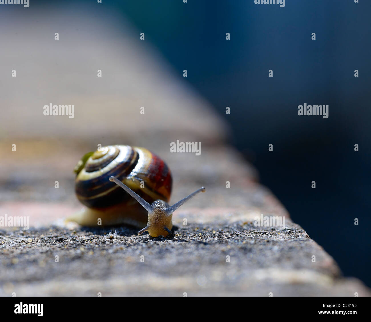 small snail on a wall in the sunshine Stock Photo - Alamy