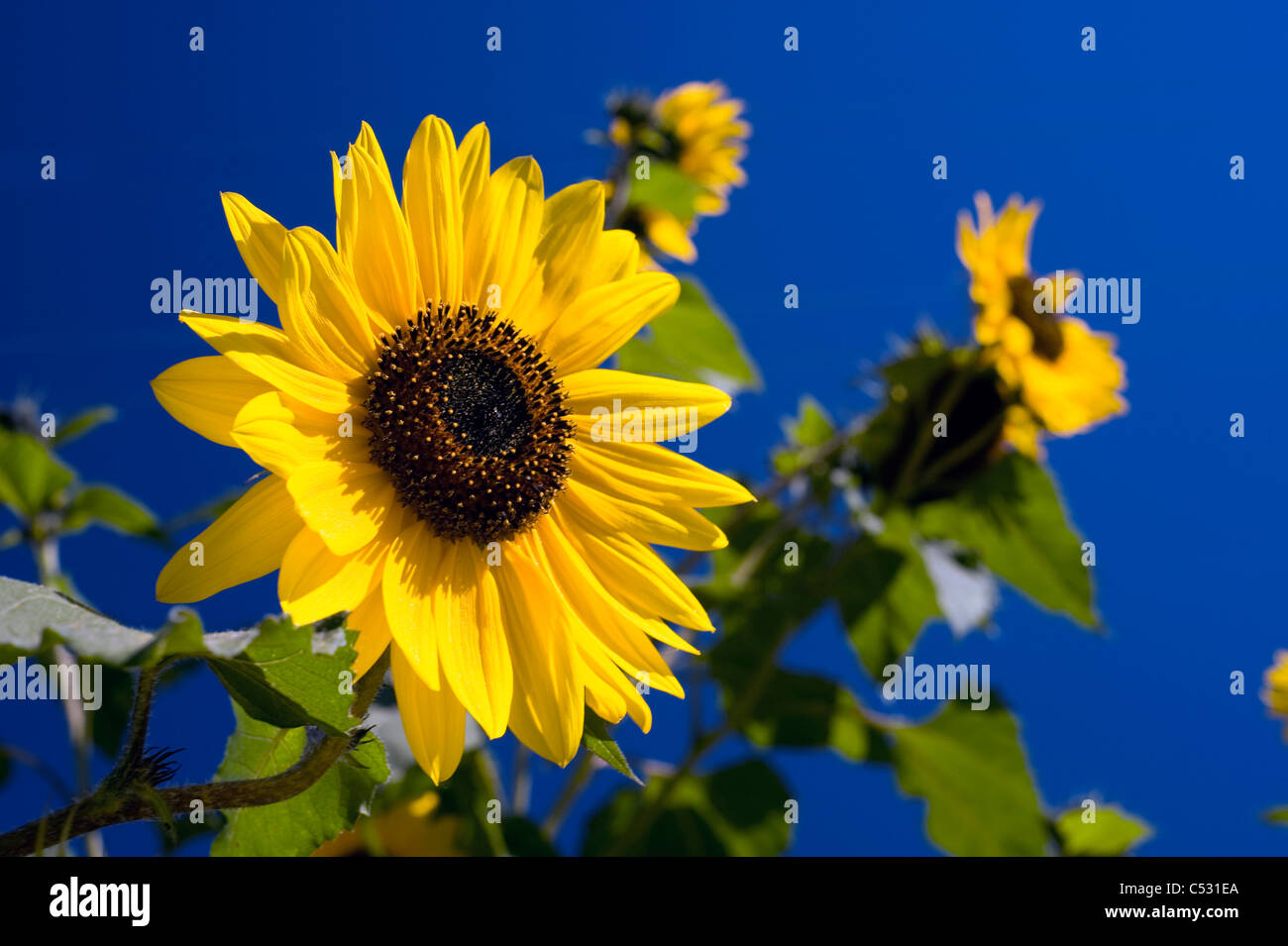 Sunflower with blue background Stock Photo - Alamy