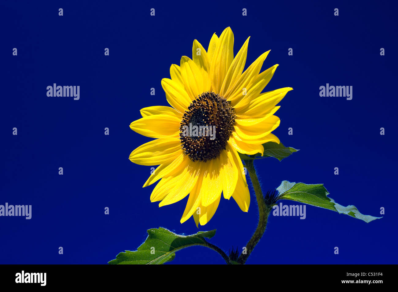 Sunflower with blue background Stock Photo - Alamy