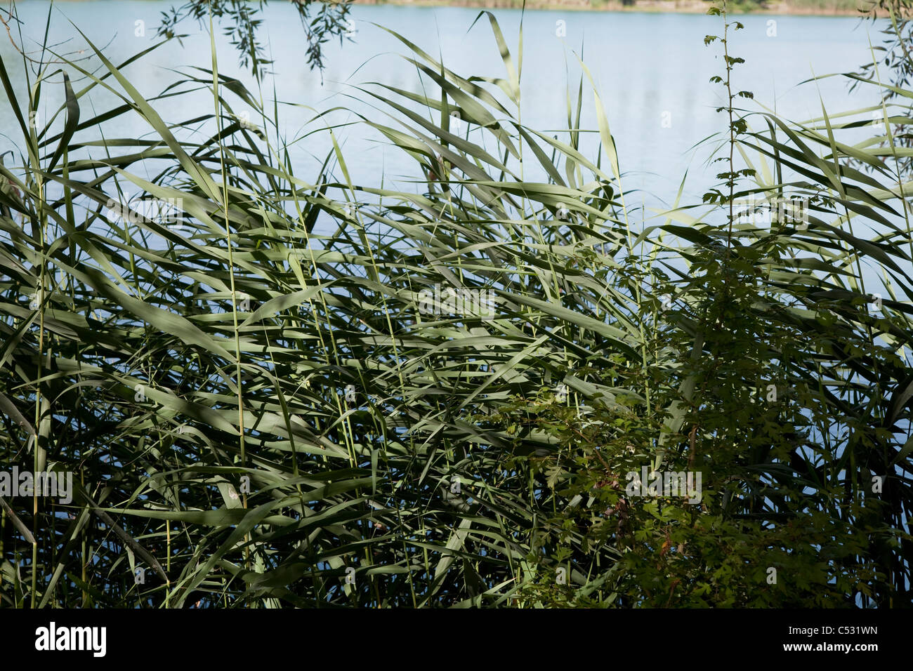 Marsh grass hi-res stock photography and images - Alamy