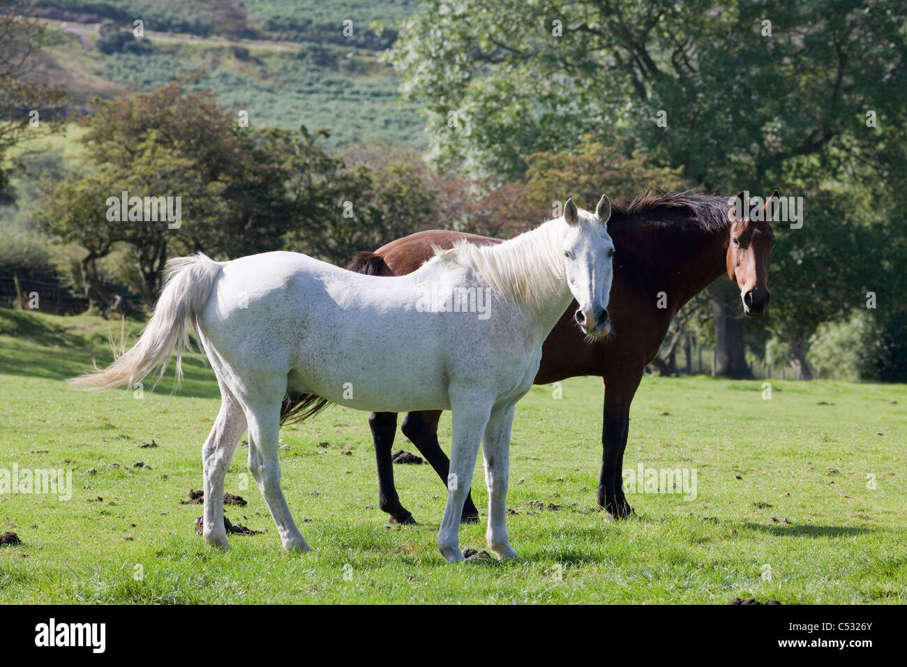 Two horses staring and standing in a grassy field Stock Photo - Alamy