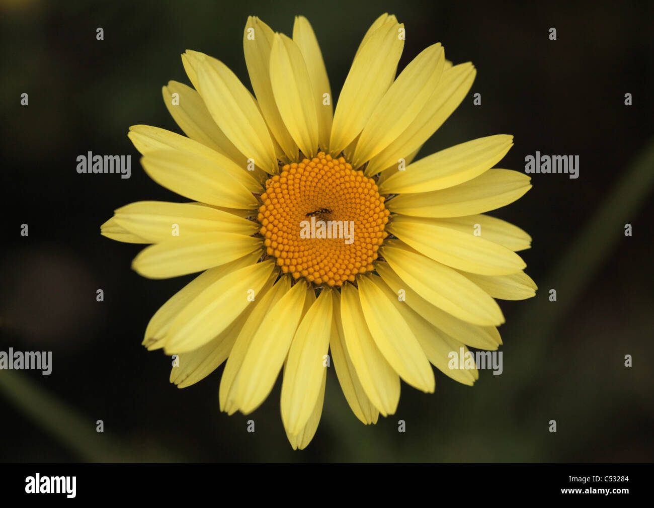 Yellow daisy flower (Euryops pectinatus) in an English garden Stock ...