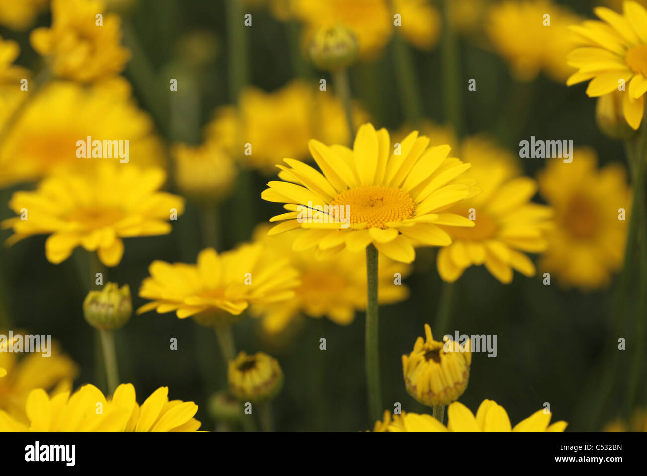 Yellow daisy flowers (Euryops pectinatus) in an English garden Stock ...