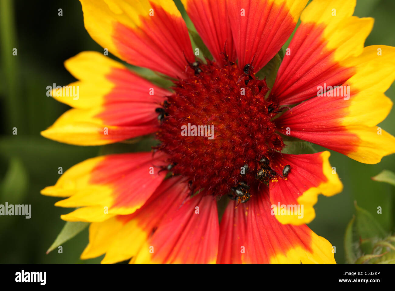 Common pollen beetles (Meligethes aeneus) on a "jam tart" Gaillardias ...