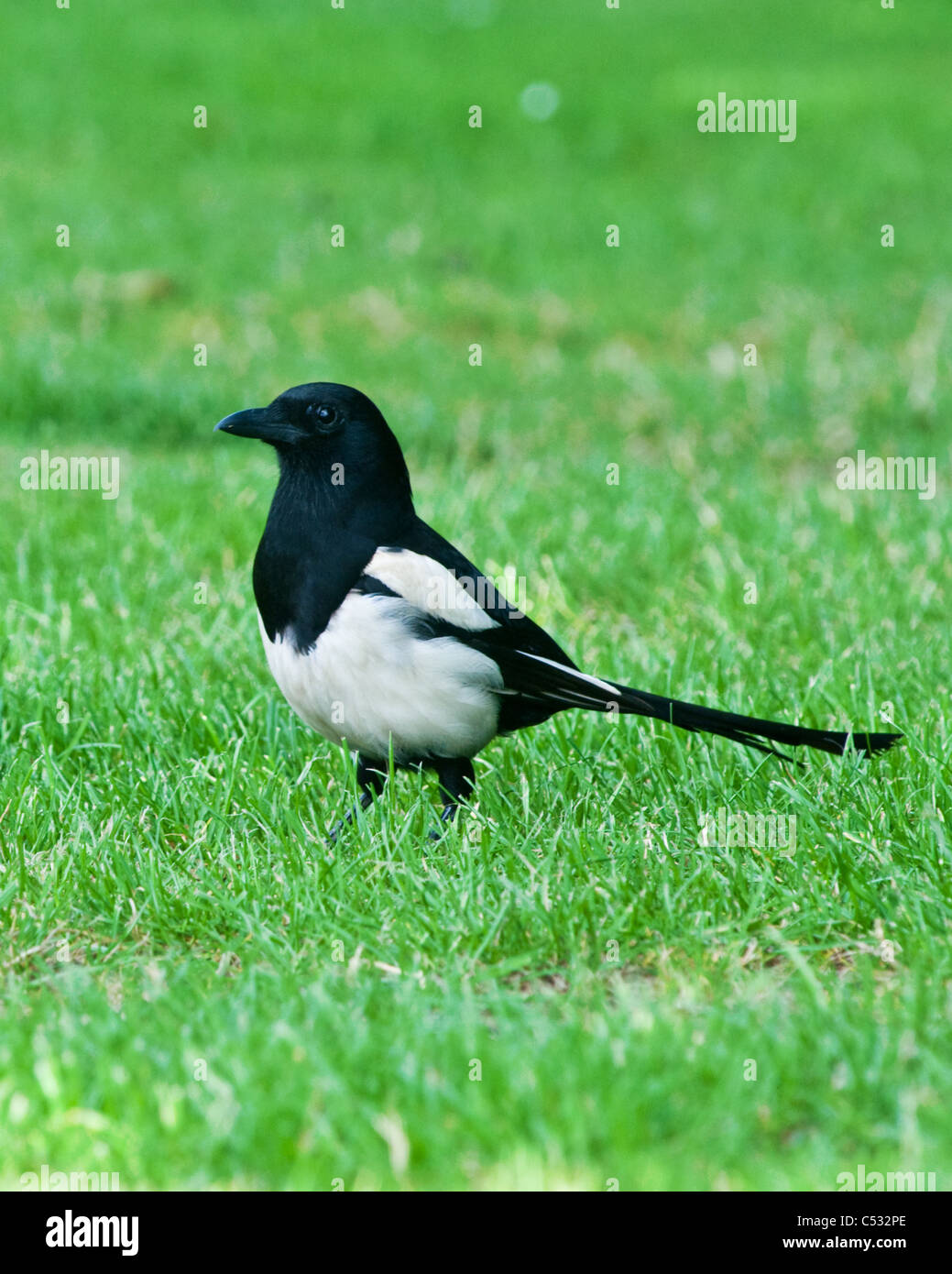 Magpie grass hi-res stock photography and images - Alamy