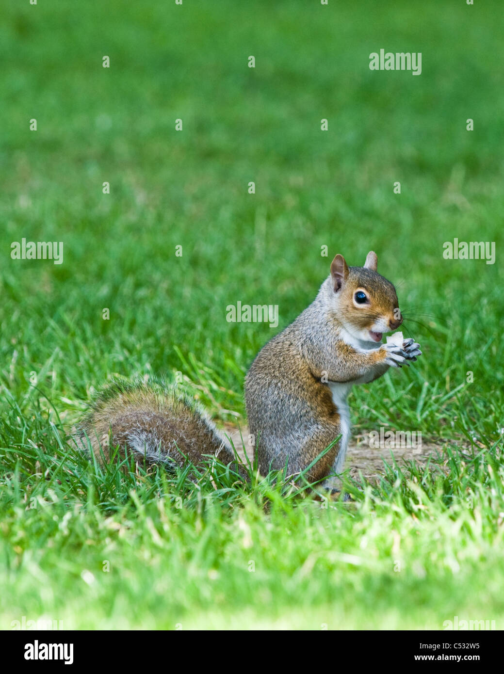 Squirrel sitting up hi-res stock photography and images - Alamy