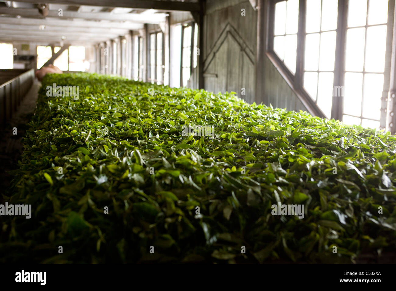 Sorting tea leaves hi-res stock photography and images - Alamy