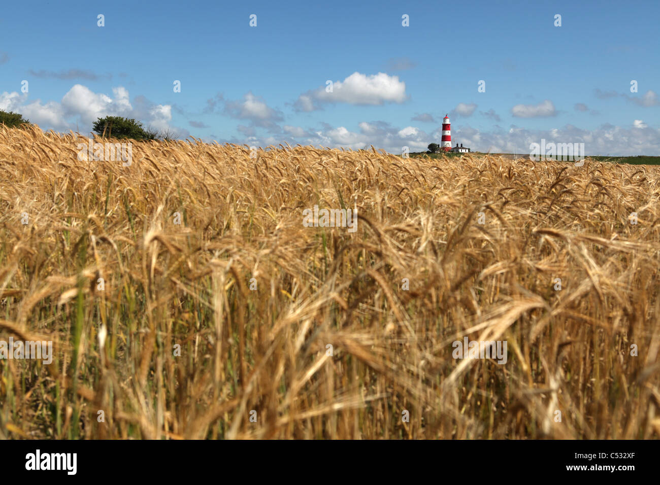 Happisburgh Lighthouse and Barley Field, Norfolk, UK Stock Photo - Alamy