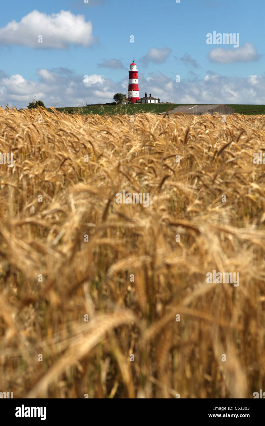 Happisburgh Lighthouse and Barley Field, Norfolk, UK Stock Photo - Alamy