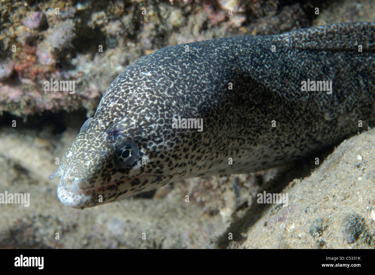 A moray eel on a reef in Indonesia Stock Photo - Alamy